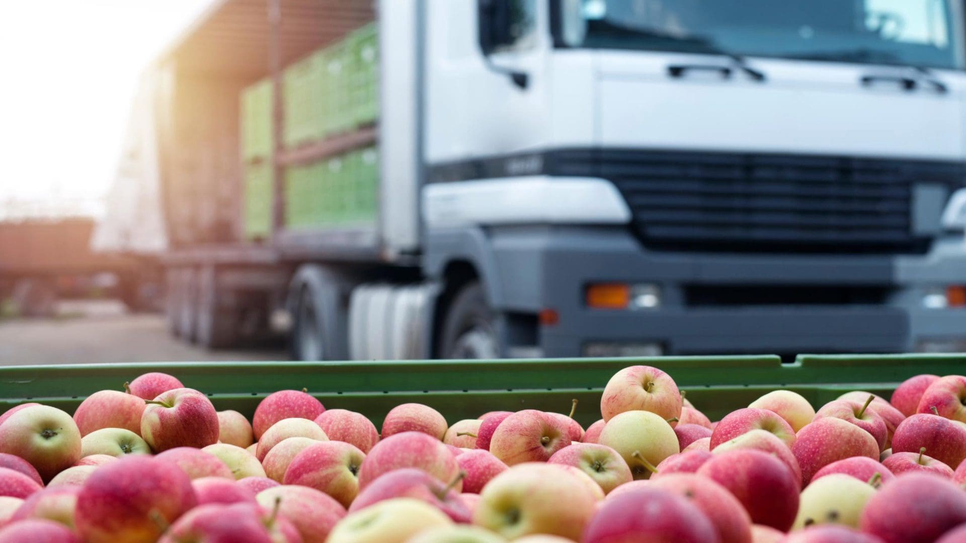 Food Distribution | Elite EXTRA